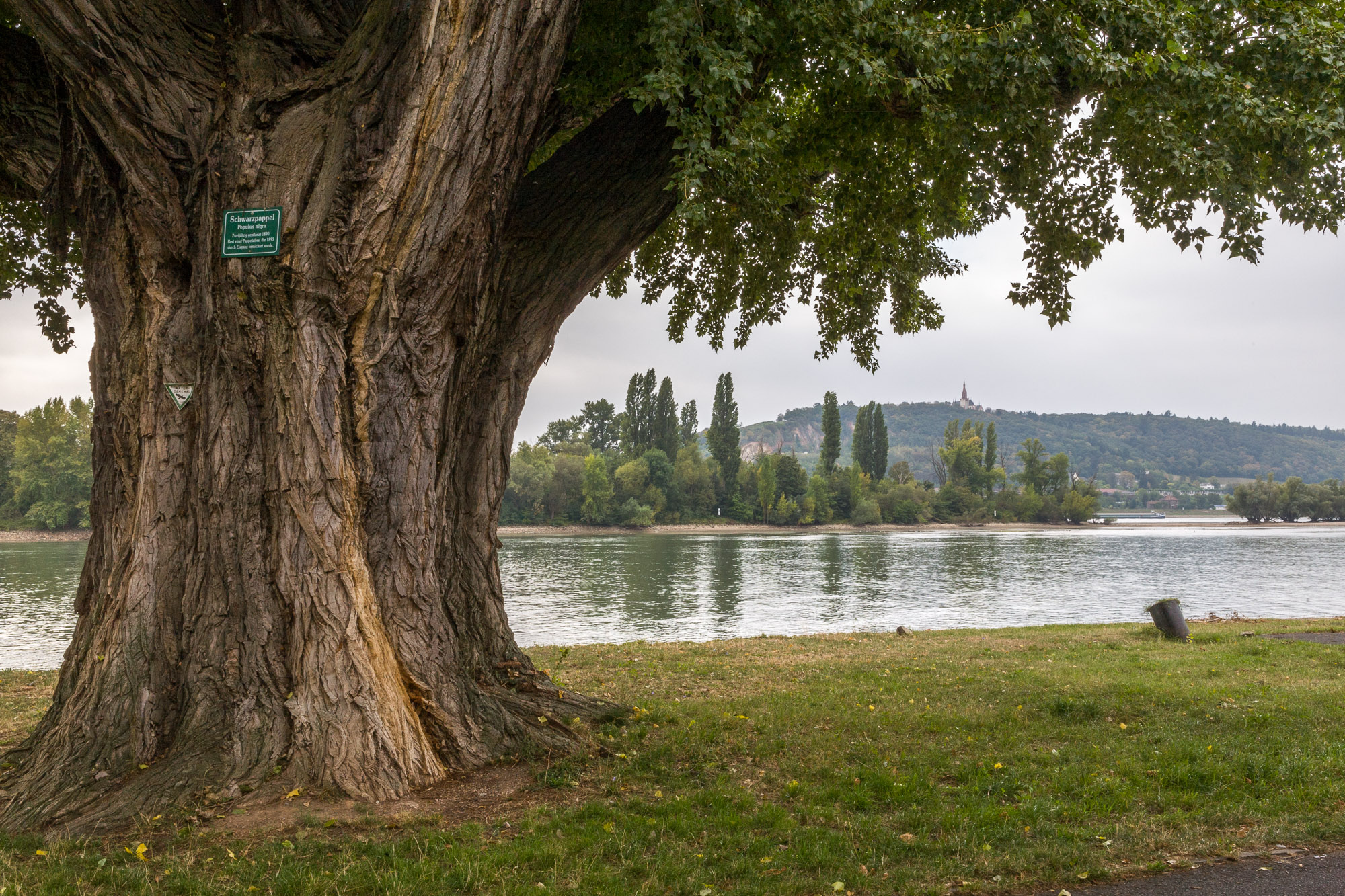 Schwarzpappel in Rüdesheim - Photographie Manfred Rößmann